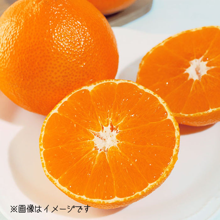 ★送料無料★紅まどんな【青秀】2Lサイズ2.7kg — いしづち山麓マルシェ